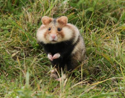 Grand Hamster d'Alsace - Un rongeur Européen emblématique